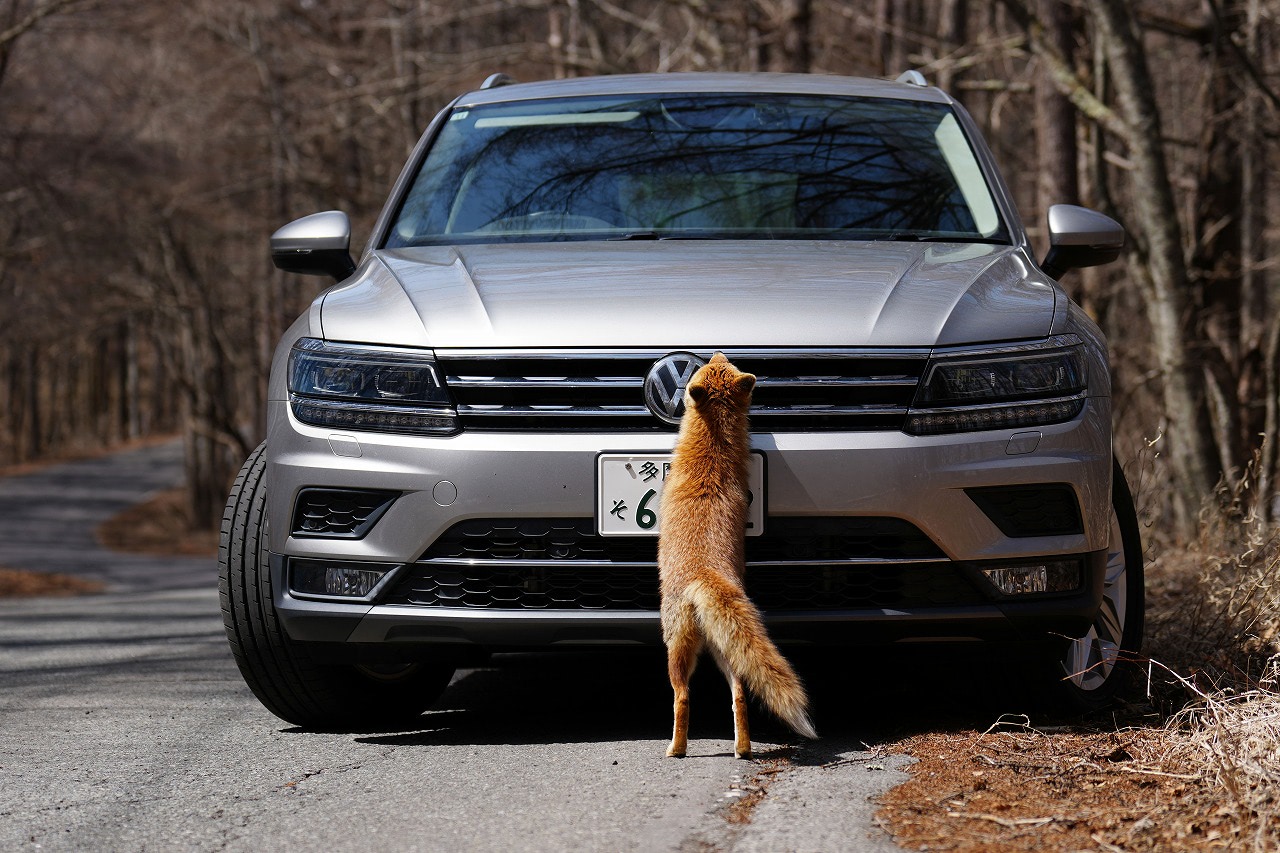 ヨコハマのプレミアムSUV用タイヤ「ADVAN V61」ってぶっちゃけどうなの？【三好秀昌の最強ティグアンへの道】 | ドライバーWeb｜クルマ好きの“知りたい”がここに